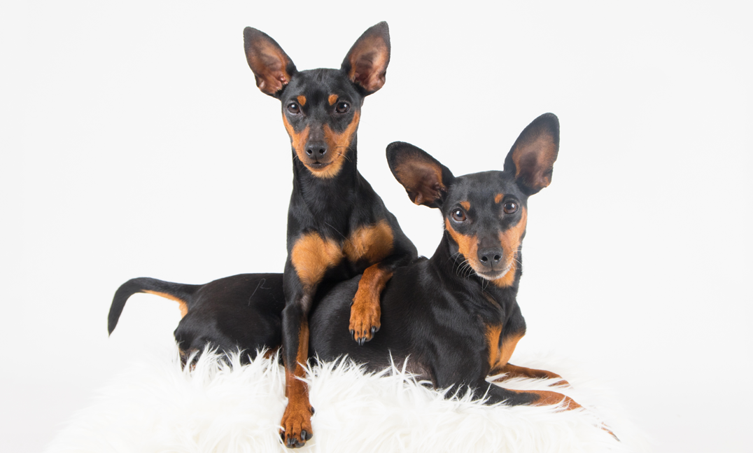 Fotogalleri Dvergpinscher - Norsk Pinscherklubb