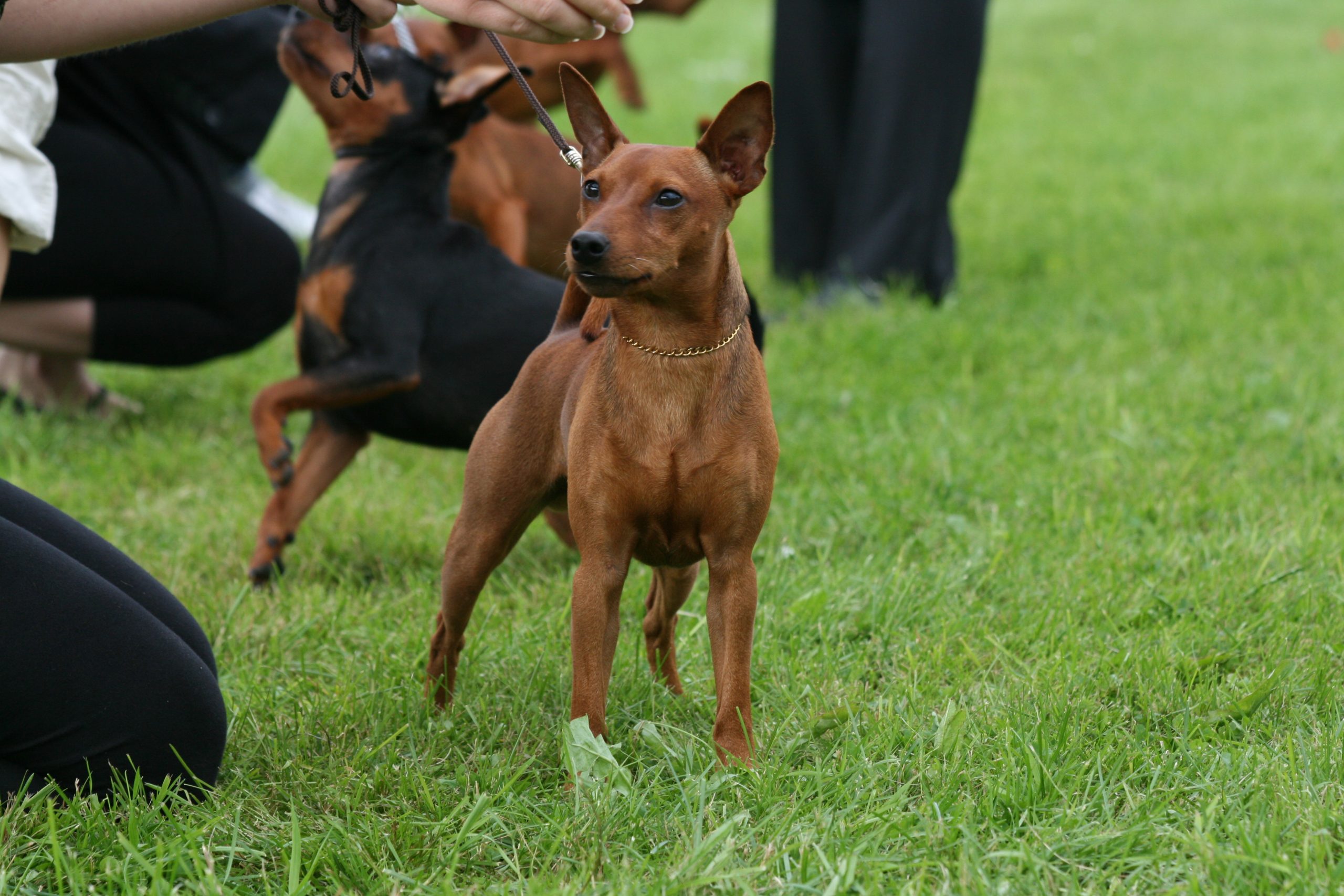 Fotogalleri Dvergpinscher - Norsk Pinscherklubb